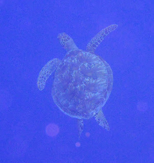 Cocktails out of Coconuts: Mokil Trip