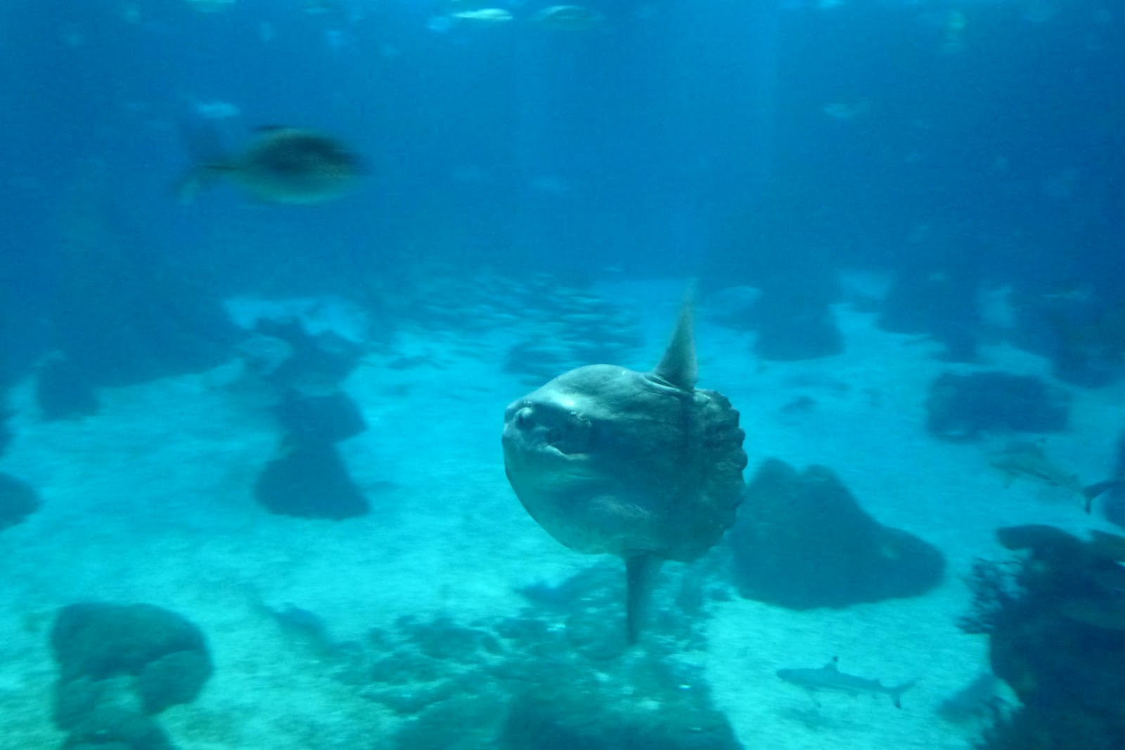Maria em Porto: Peixes, ossos e mar