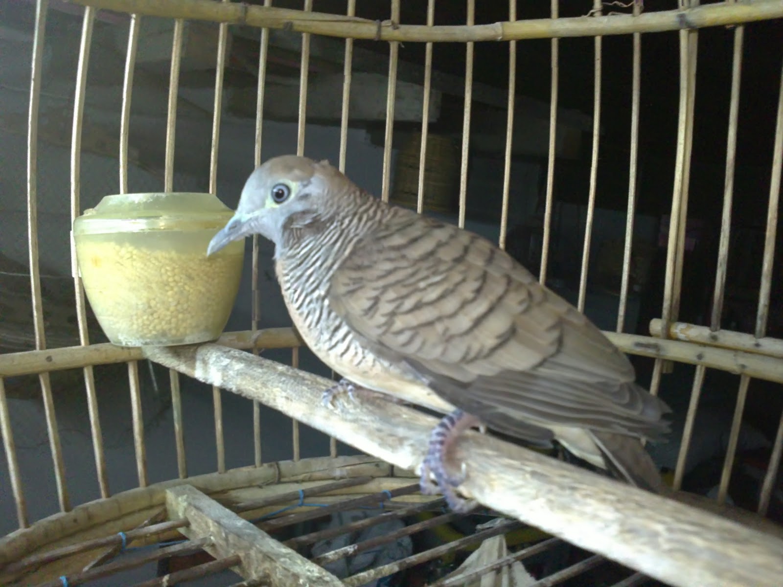 lIFE xpeRience AKu: BURUNG TEKUKUR & merbok untuk dijual