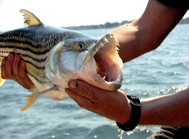 Tiger Fish | Wild Life Adventures