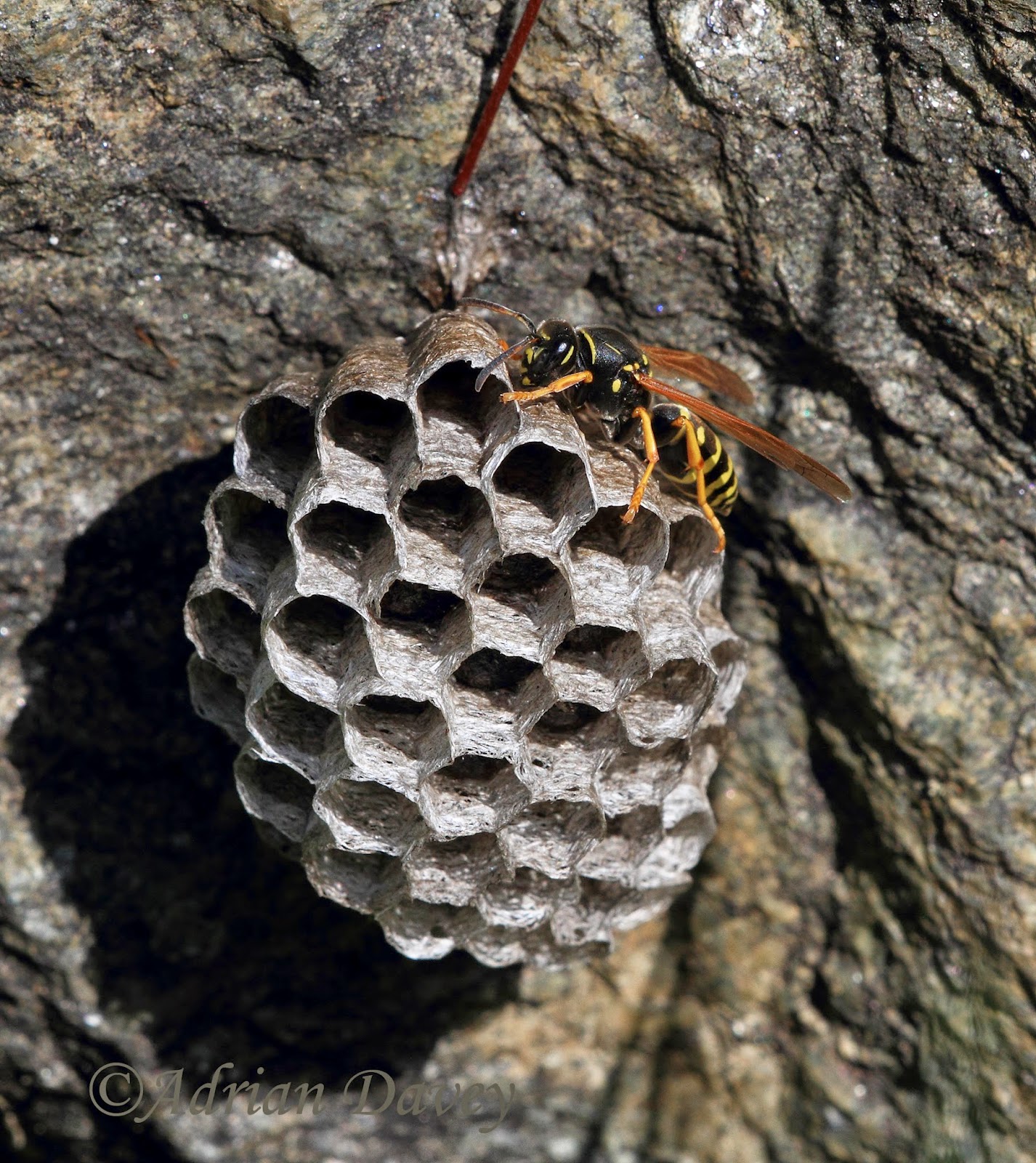 Adrian Davey Wildlife Photography Diary: July 2014