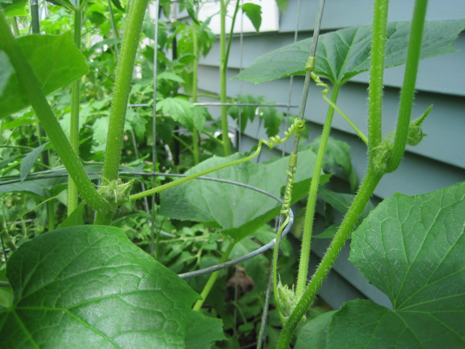 The Pink Chalkboard: Twirly greens and heart-shaped radishes
