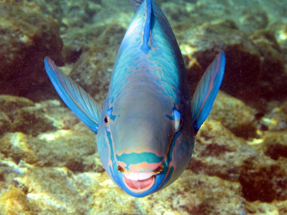 Queen Parrotfish - Fishes World - HD Images & Free Photos