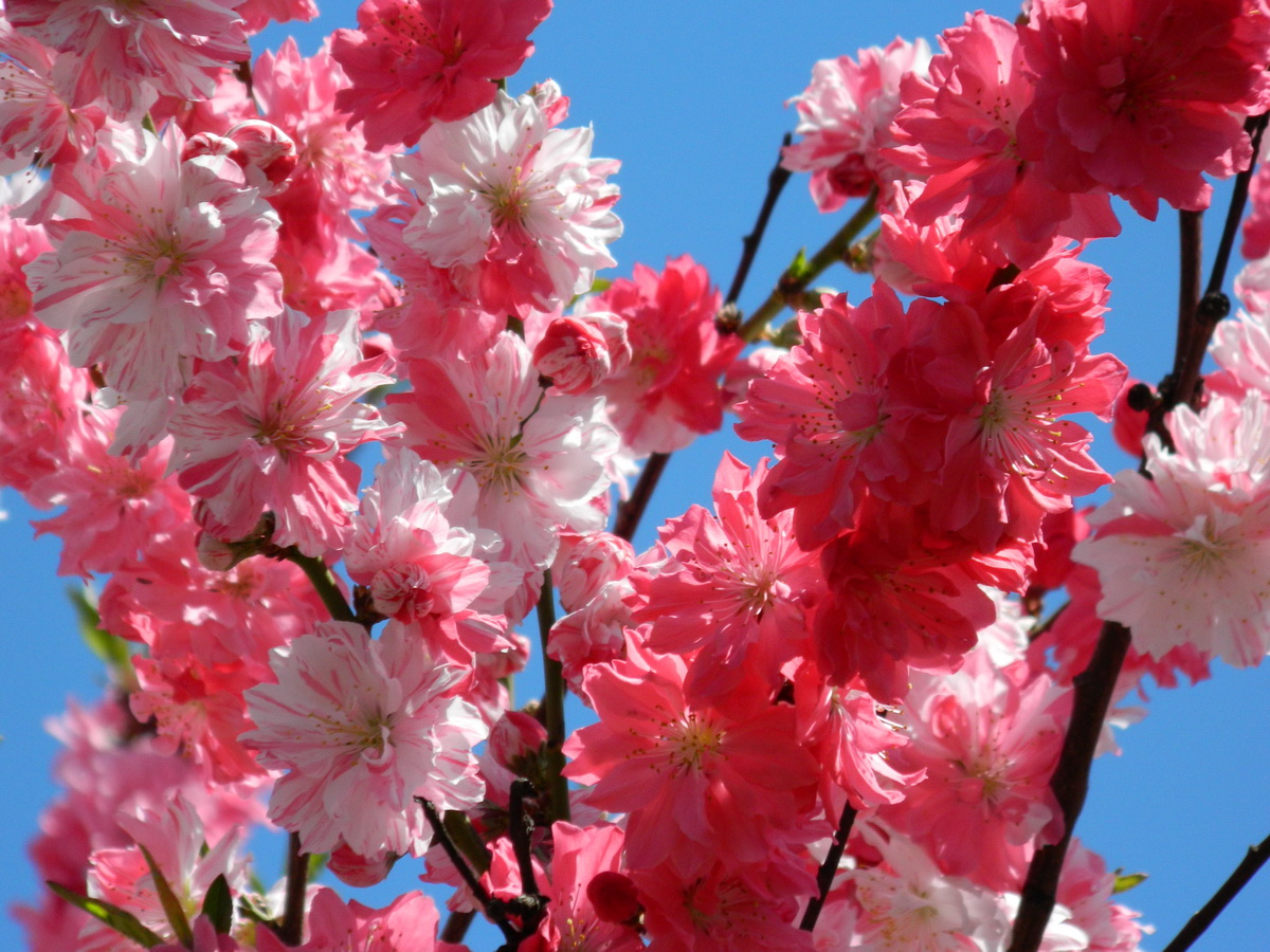 LA MULTI ANI, ROMANIA!: Pomi infloriti