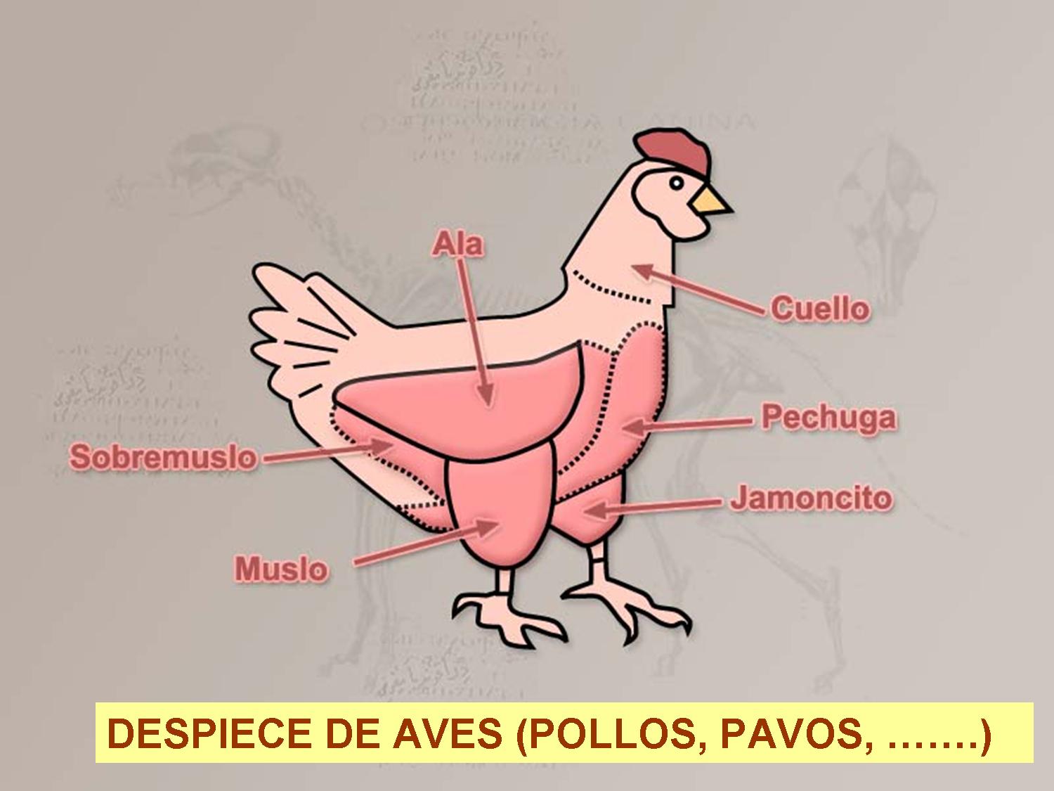 EL SEXAGENARIO: MUSLO DE PAVO