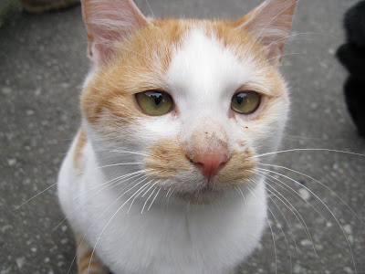 Stray: Stray Cats of Japan
