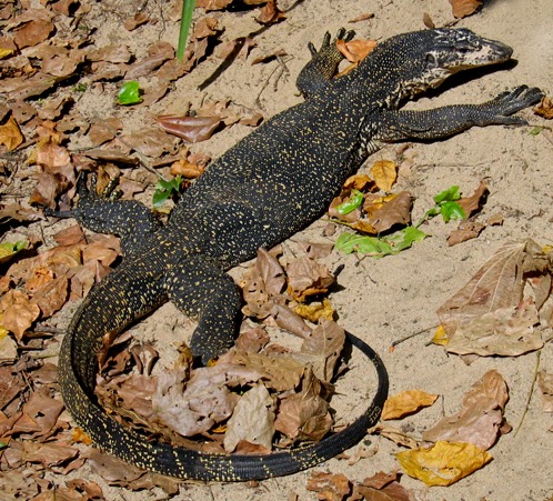 Jenis - jenis atau Macam - macam Varanidae / Varanus / Varanatic ...