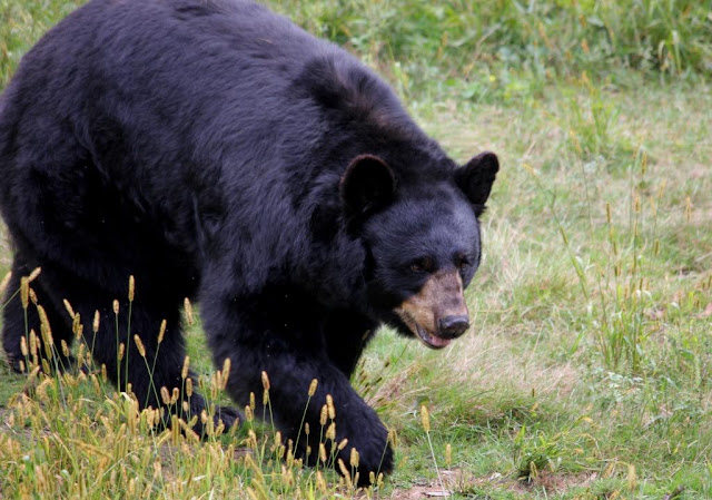 White Cedar Inn Today: Maine Wildlife Park