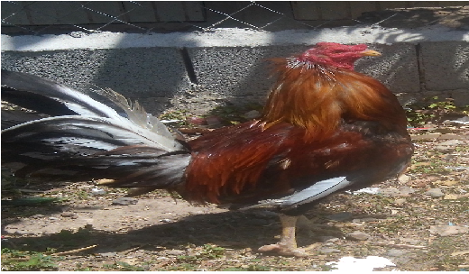 Gallos 507 : razas de gallos de pelea