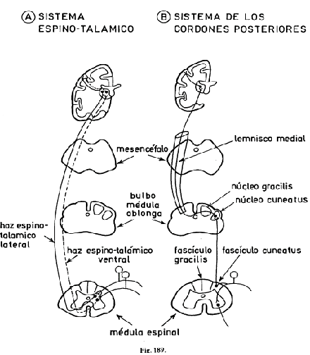 Blog de fisiologia UAS de Luis Angel Garate Martinez: MÉDULA ESPINAL ...