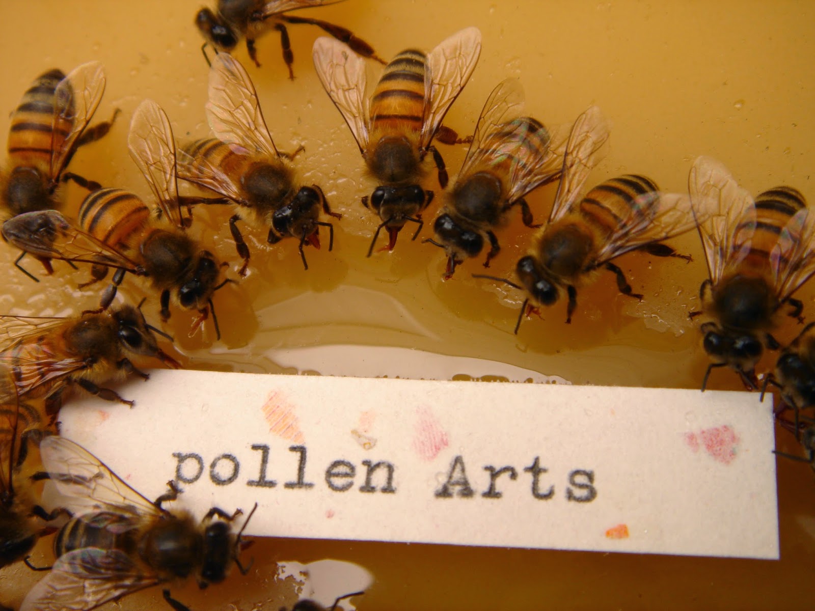 the winnebago diaries: {Sweetness & Sorrow - The Plight of the Honey Bee}