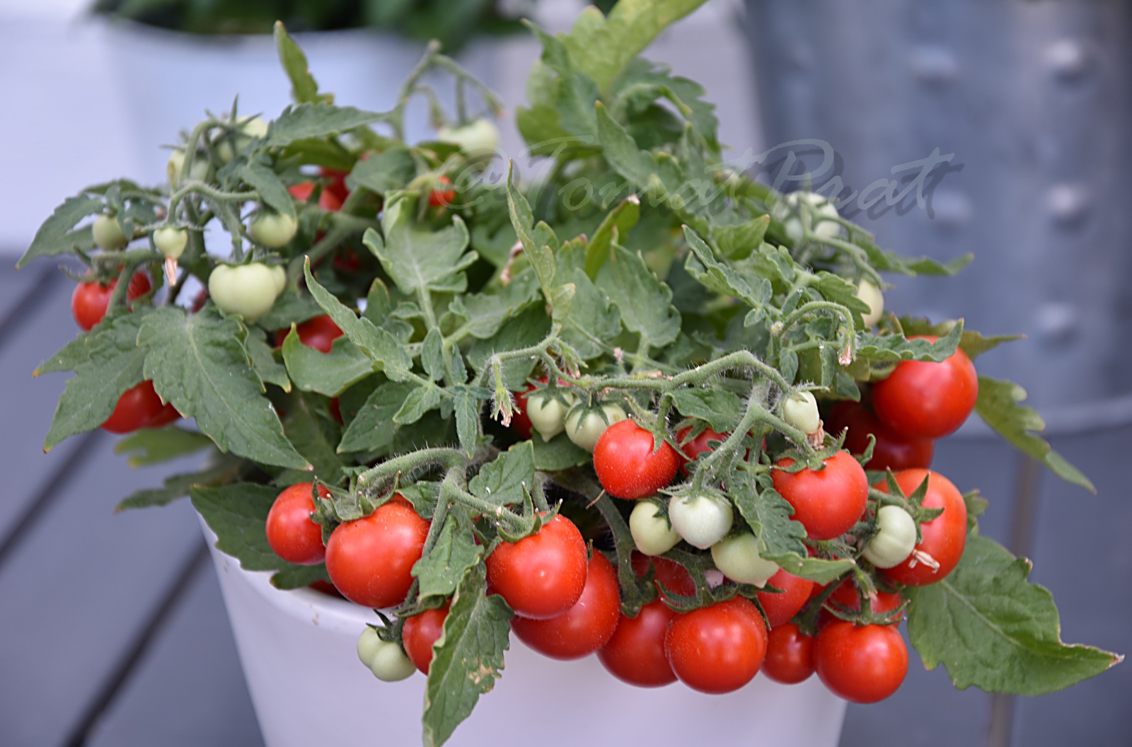 Helenes Tomater: Micro Tom