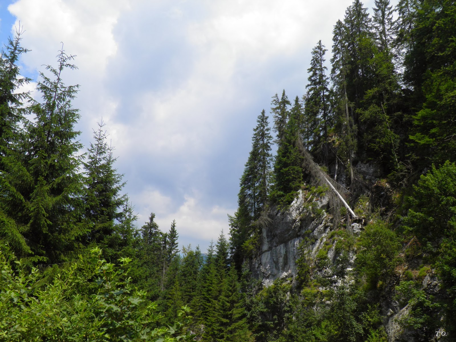 PASARI DIN ROMANIA: forfecar