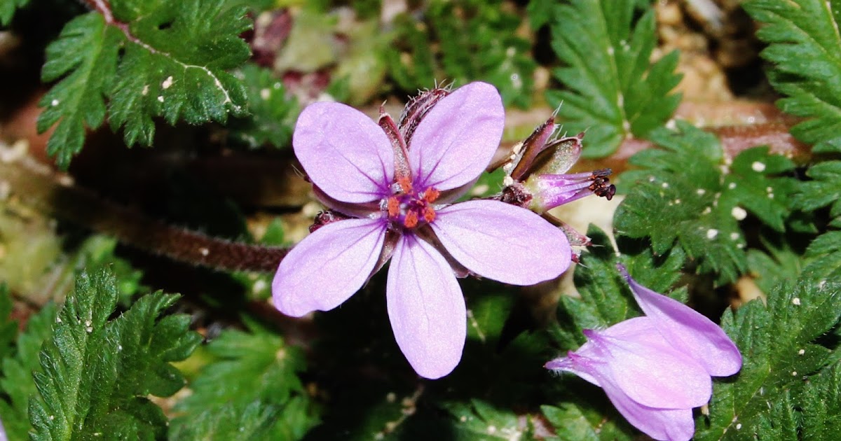 Biodiversity of Cyprus by NGO Protection of the Natural Heritage and ...