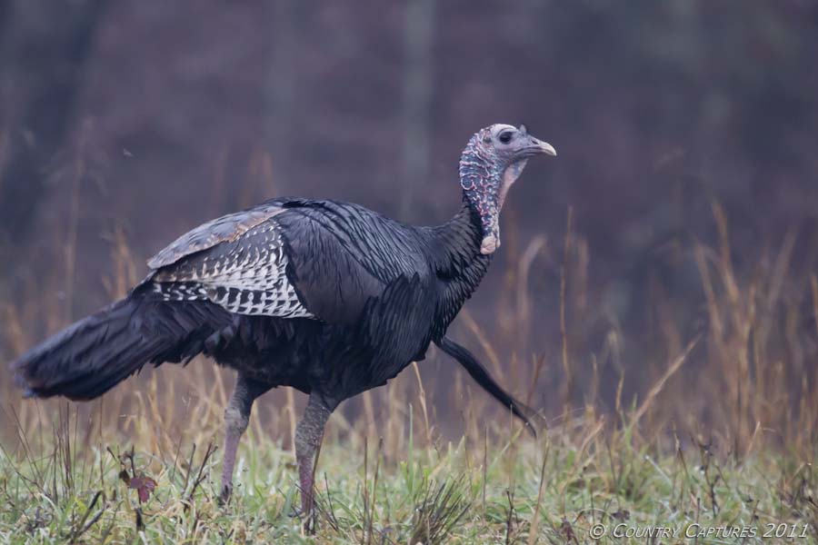 Country Captures: Turkeys for Thanksgiving
