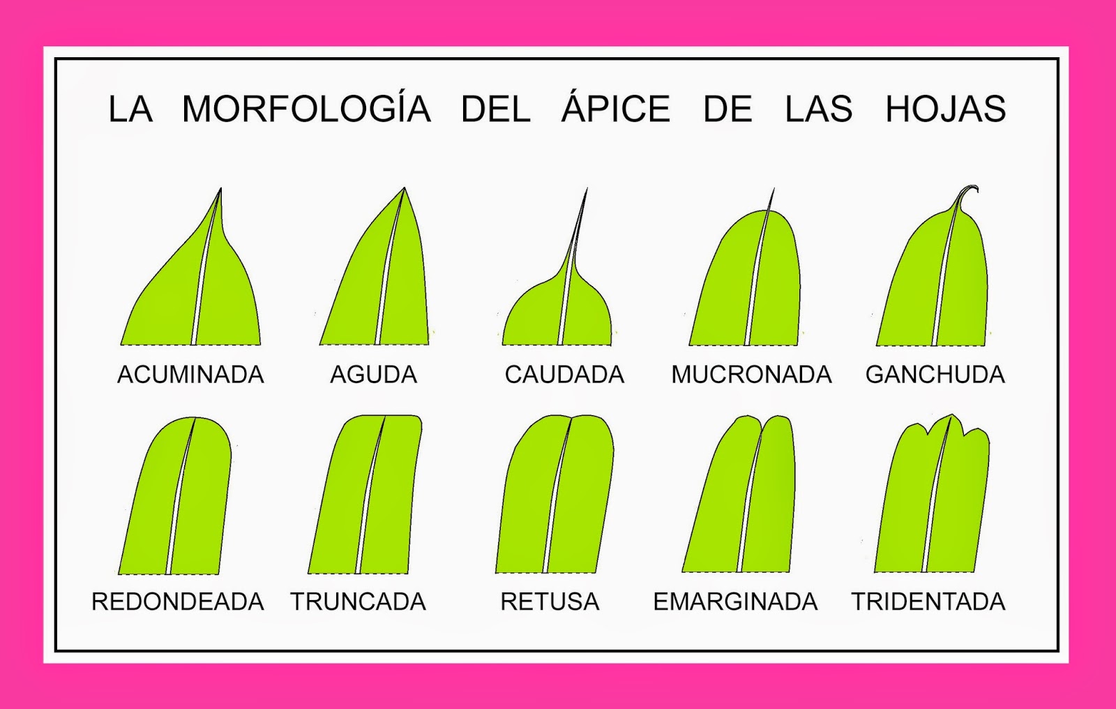 Á R B O L E S (T R E E S): Tipos de hojas simples