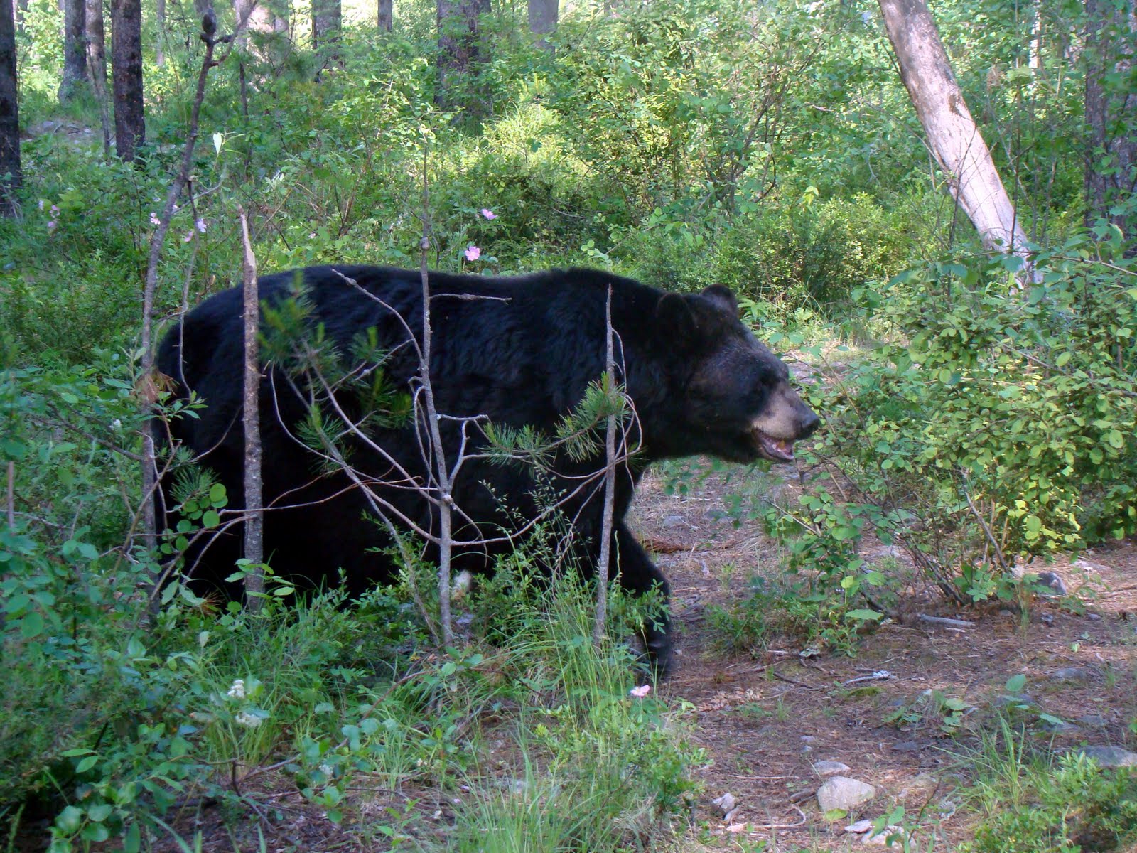 The Arctic Jeep Expedition: Sunday July 3rd - Dillion, MT to Glacier ...
