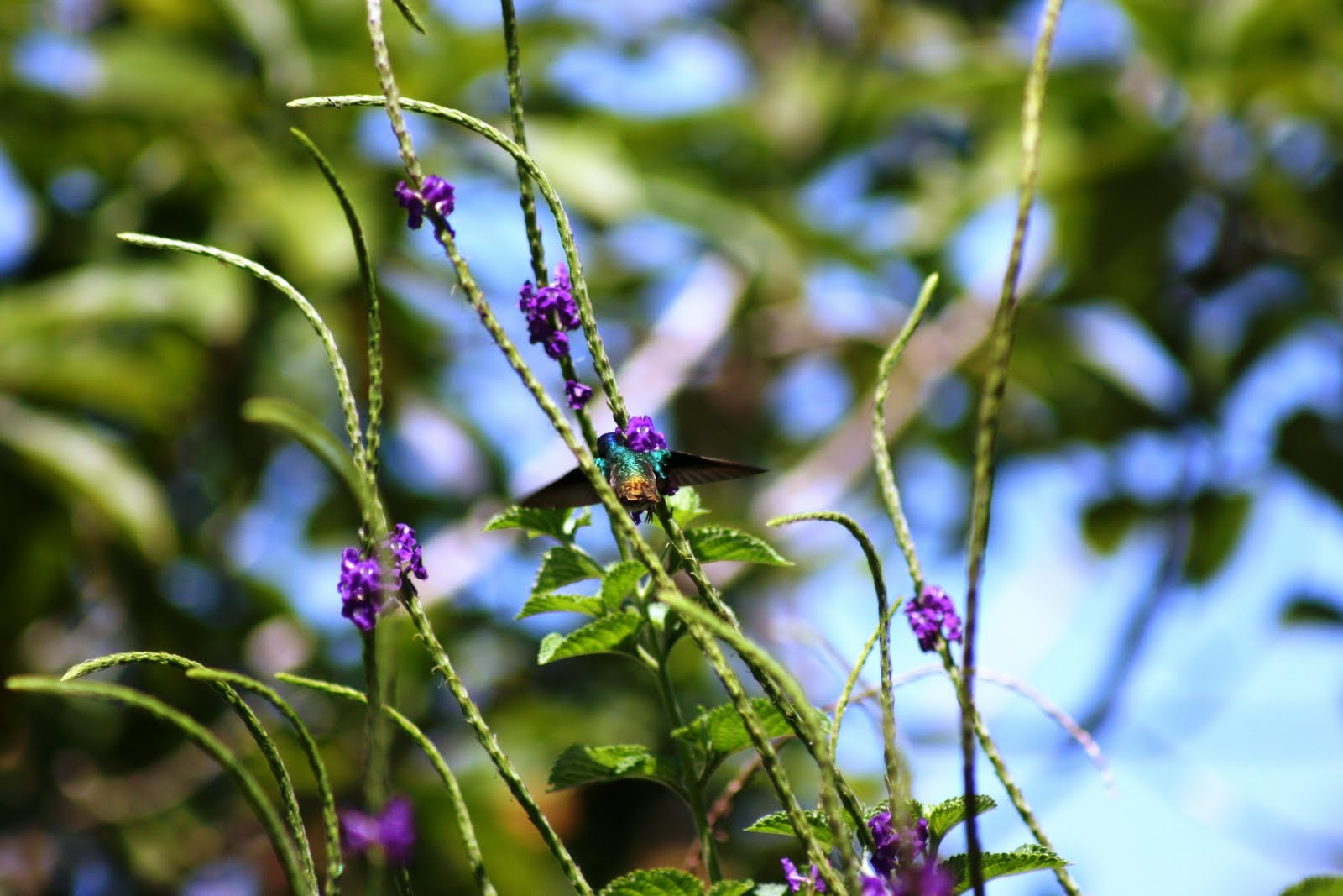 sconzani: August 2011