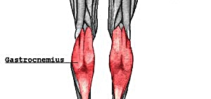 DESI M.B.: MÚSCULO GASTROCNEMIO