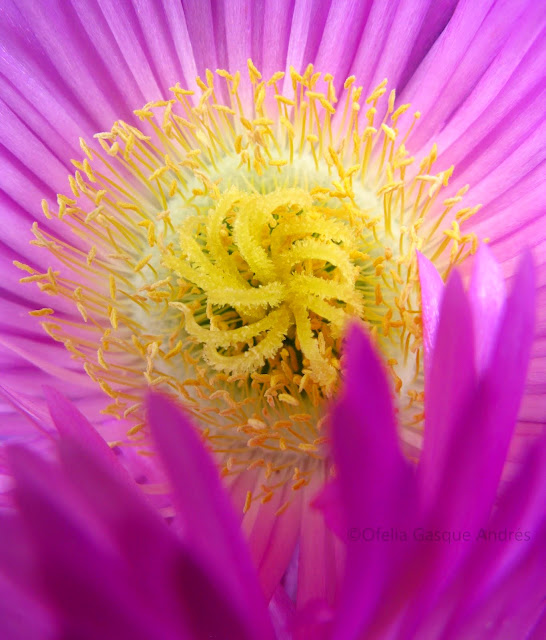 Mineral Vegetal: Uña de gato