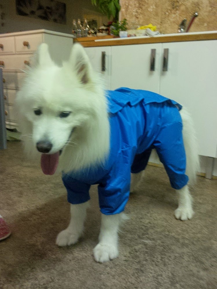 Follow the Soft Shadows: Samoyed Coat