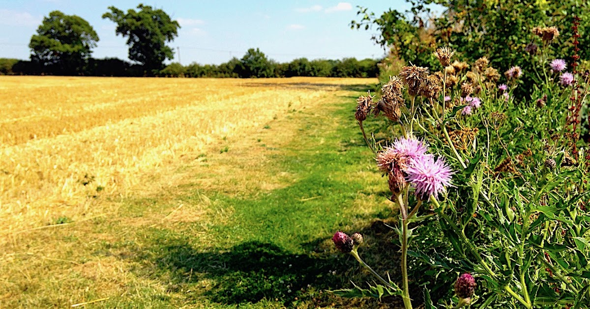 Cambridgeshire walks: Kings Ripton to Abbots Ripton Estate