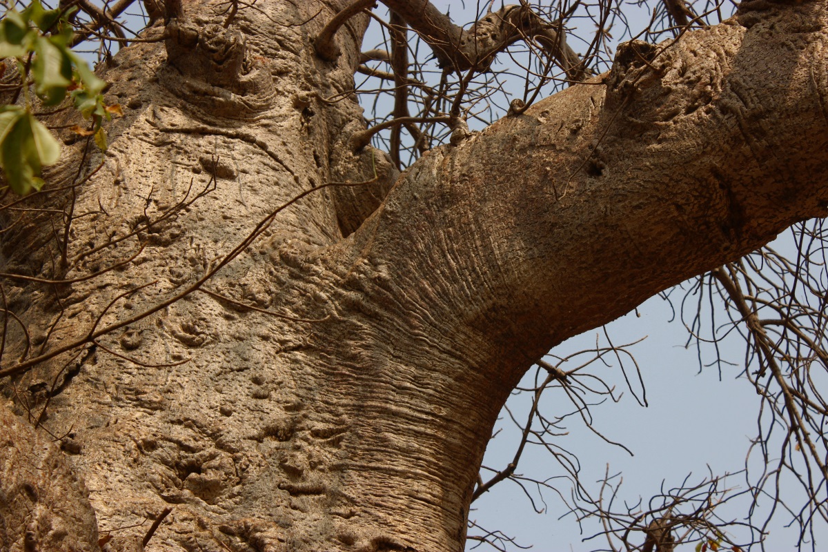 Journeys across Karnataka: Baobab tree on Balachandruni Guttalu, Nalgonda