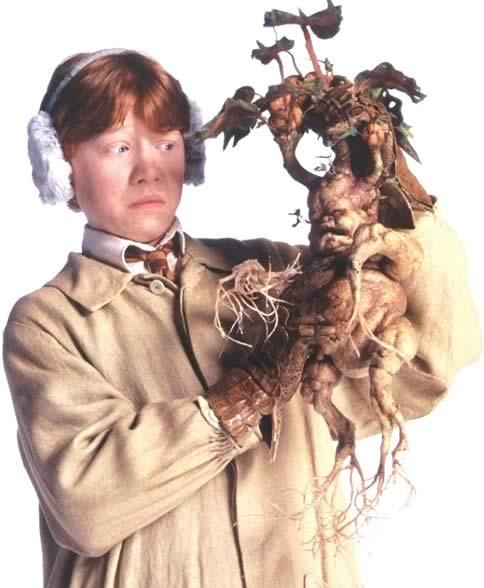 The Wizard World Of Harry Potter: Mandrágoras