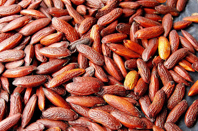 Araguaney: SARRAPIA ó HABA TONKA