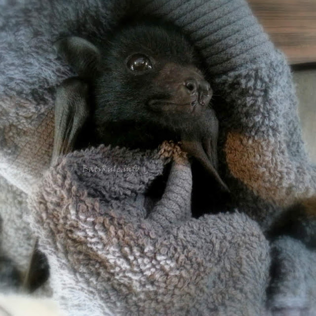 Rehab | Megabat baby black female