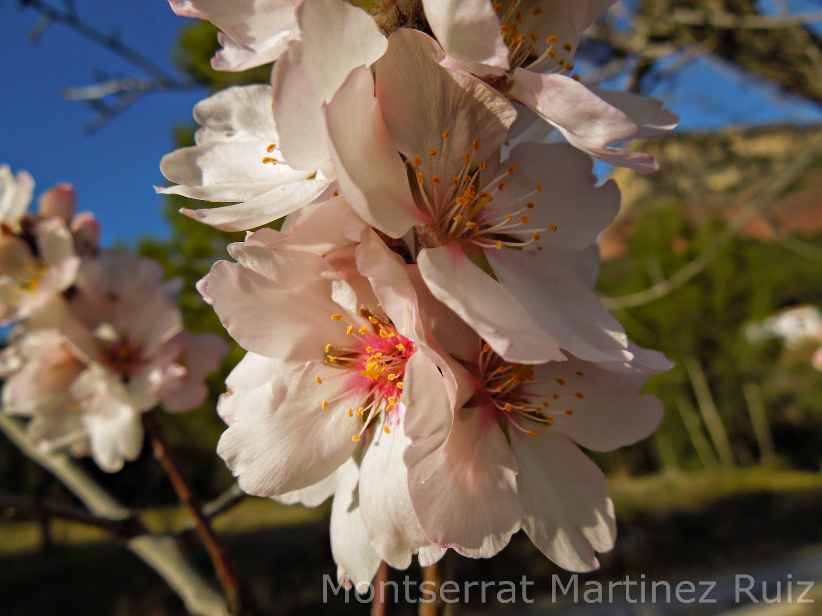ALMENDRO ROSA - BOTÀNIC SERRAT