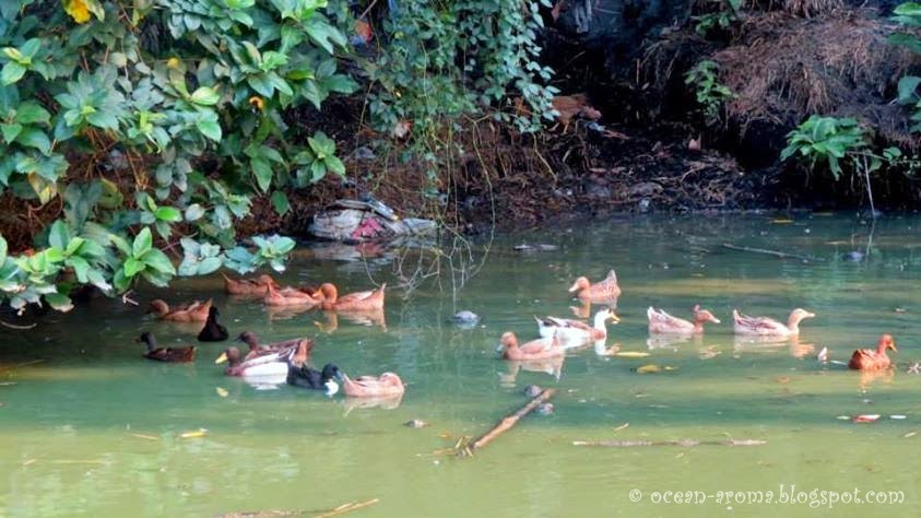 Bangladeshi Beautiful Duck Wallpaper 2015 « Ocean Aroma