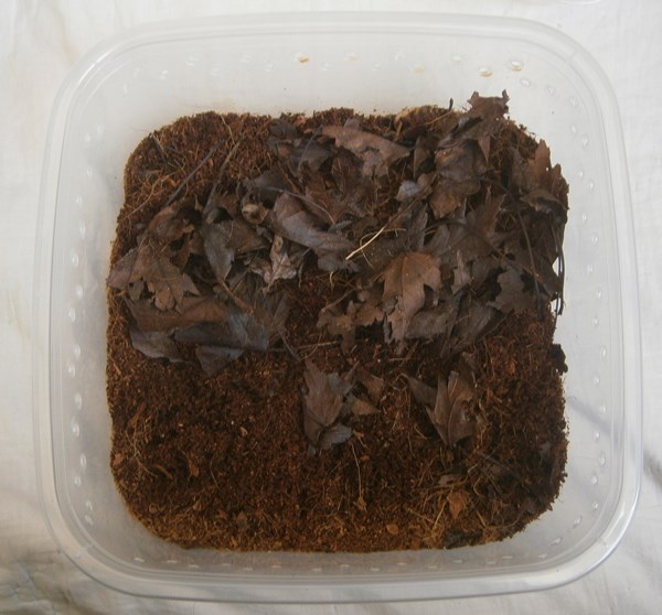 Invertebrate Dude: How I Setup My Cockroach Enclosures