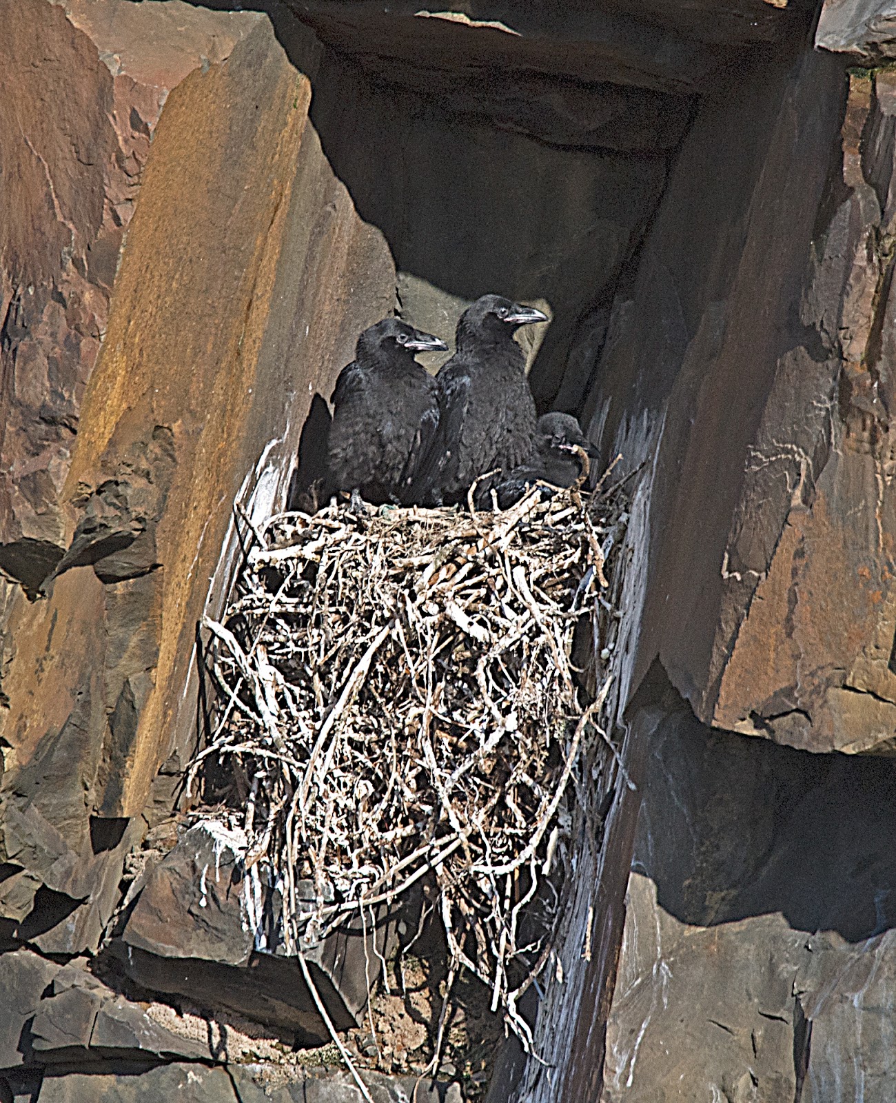 Alan James Photography : Raven Fledglings