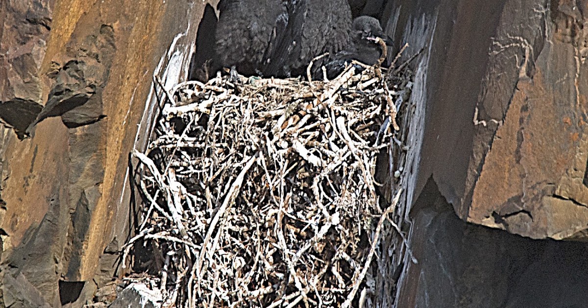 Alan James Photography : Raven Fledglings