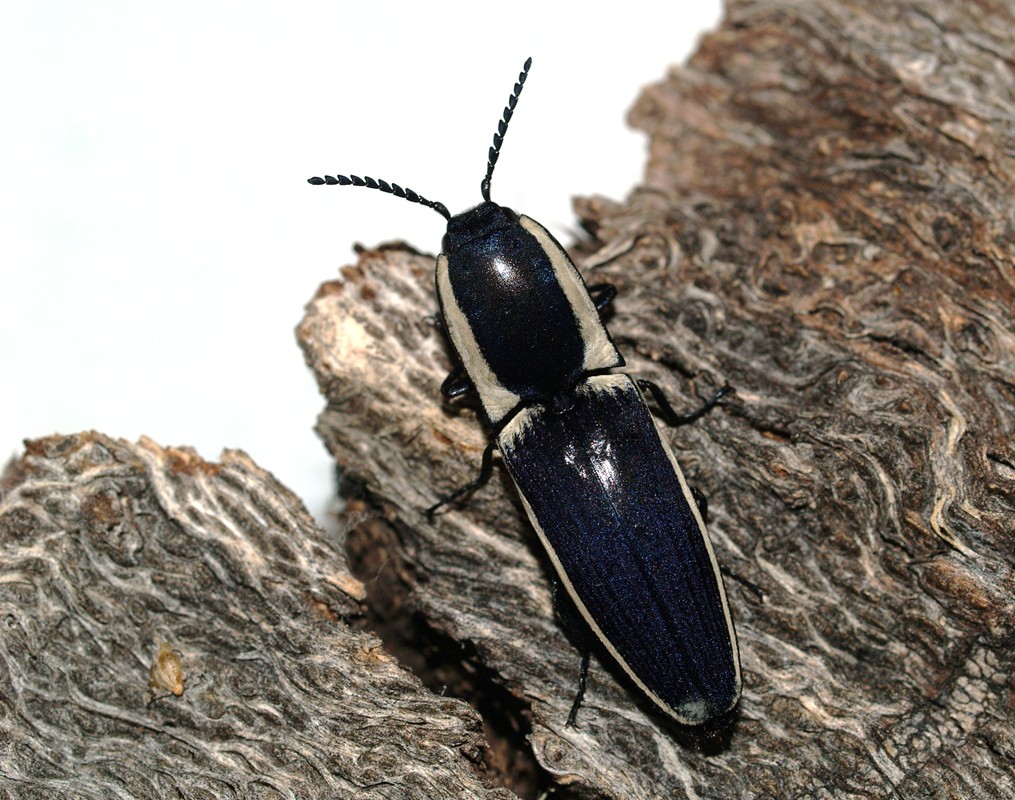 Arizona: Beetles, Bugs, Birds and more: June Beetles on Mt. Lemmon ...