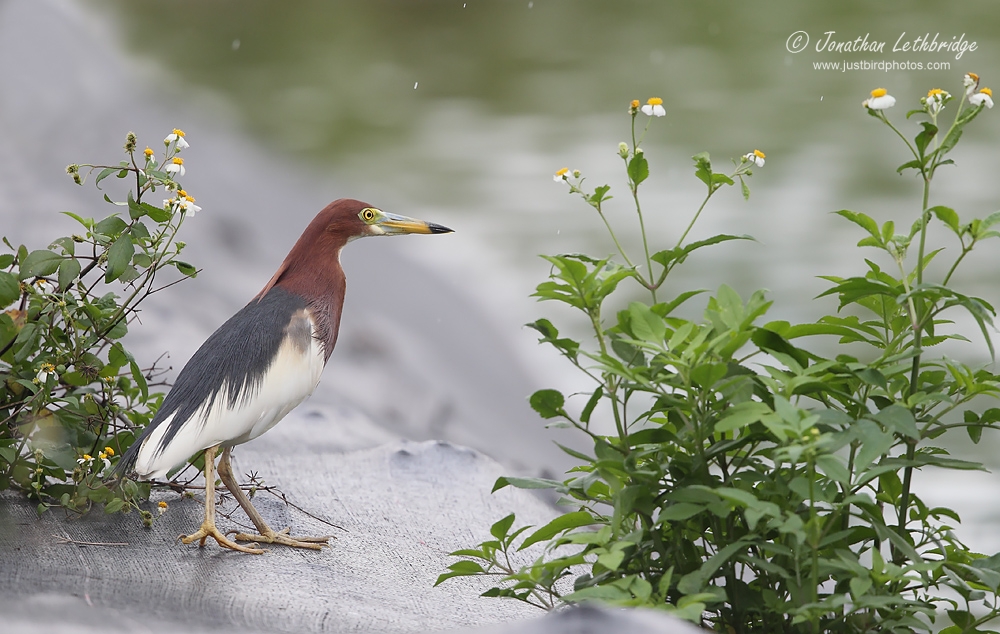 Wanstead Birder: The commonest birds in HK