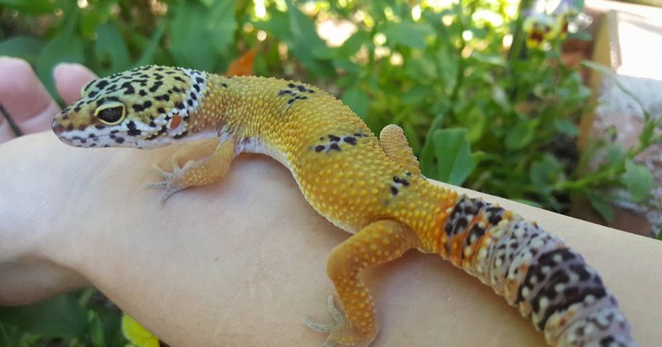 Allie's Leopard Gecko Spot : Getting to know your leopard gecko: Part One