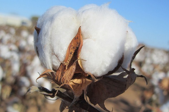 The History of Cotton | Cotton Documentary - Documentary Films - Television