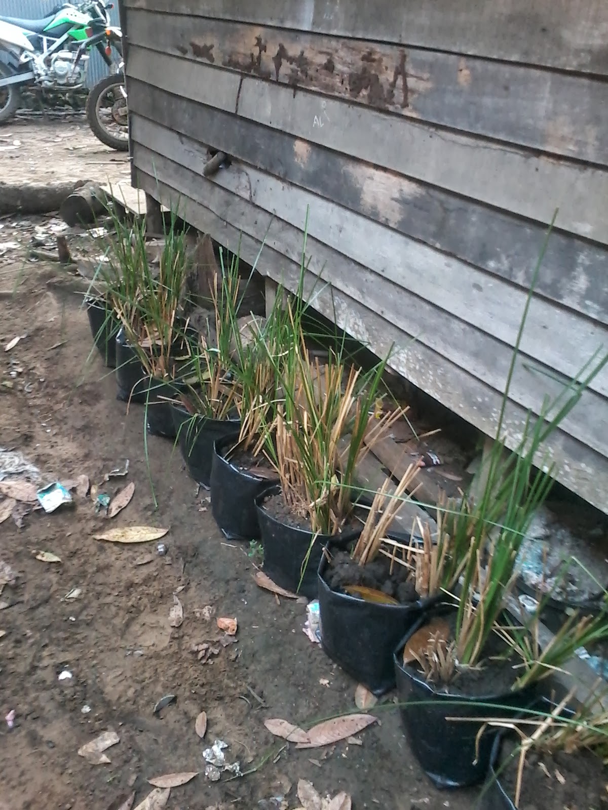 Rumput Wangi Vetiver - Pahlawan Penahan Erosi