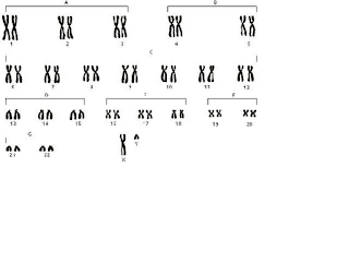 Biología interactiva: Actividad sobre cariotipo