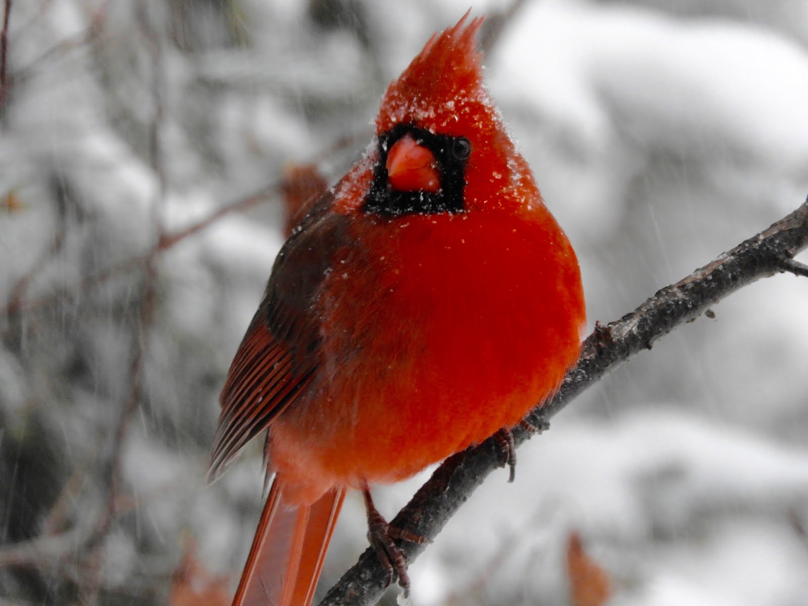 It's All About Purple: The No-Show Snow