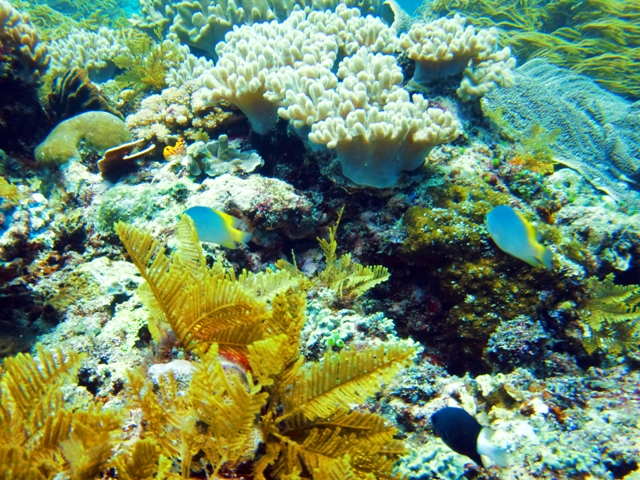 Lokasi-lokasi Wisata Pantai di Ambon (Natsepa, Pantai Liang dan Santai ...