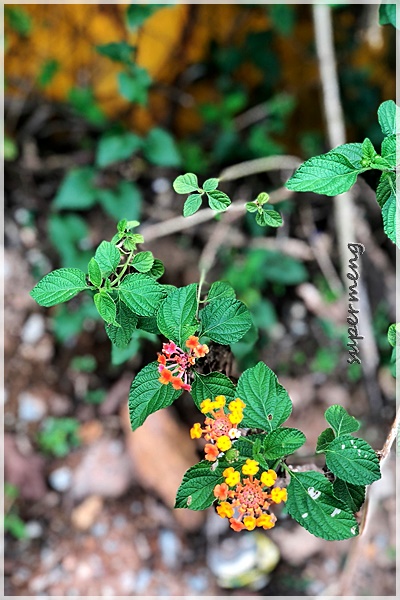 SUPERMENG MALAYA: WATIE CORNER, Nilai NS