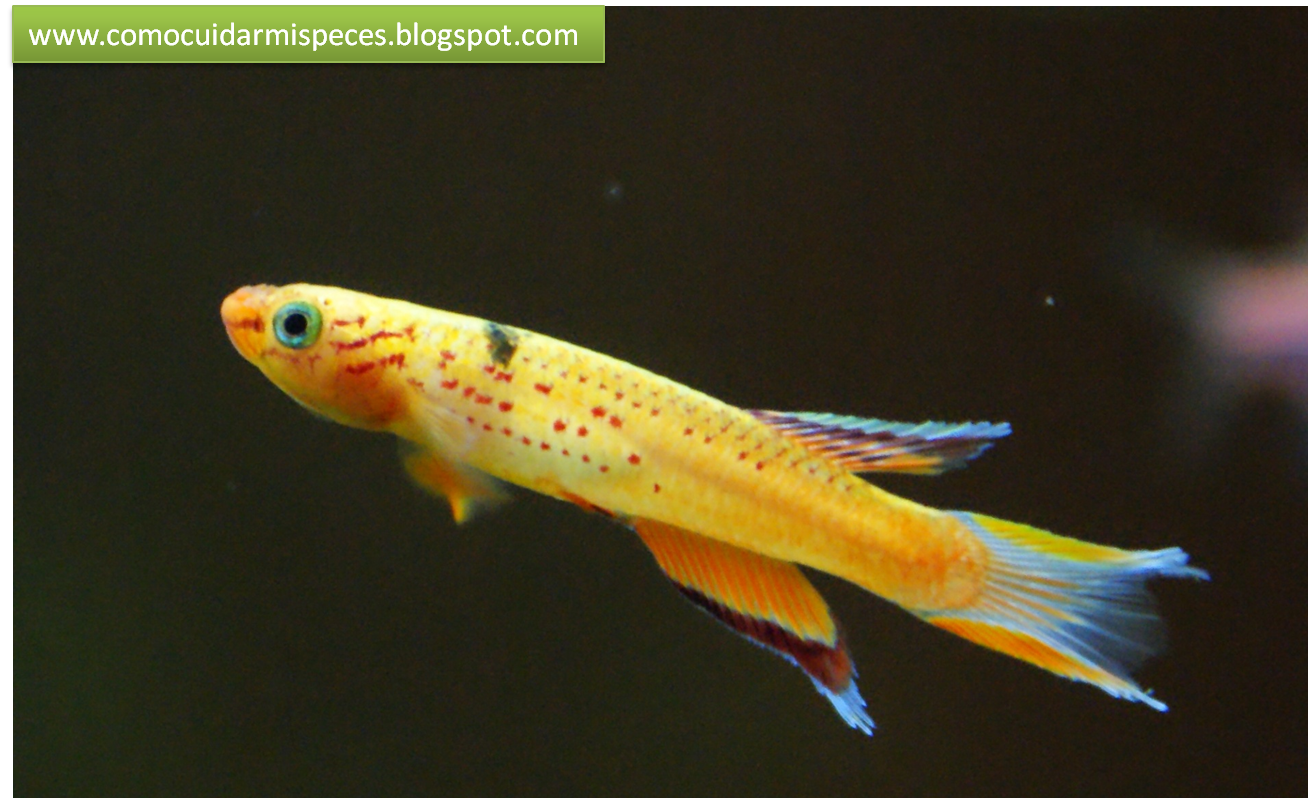 Killi Cabo López - Diferencias Sexuales en imágenes - Aphyosemion Australe