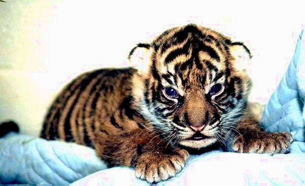 BEAUTIFUL TIGERS OF THE WORLD!