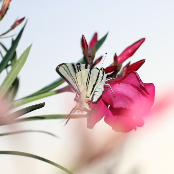 fluture coada randunicii pe o floare de leandru - Amartis Design