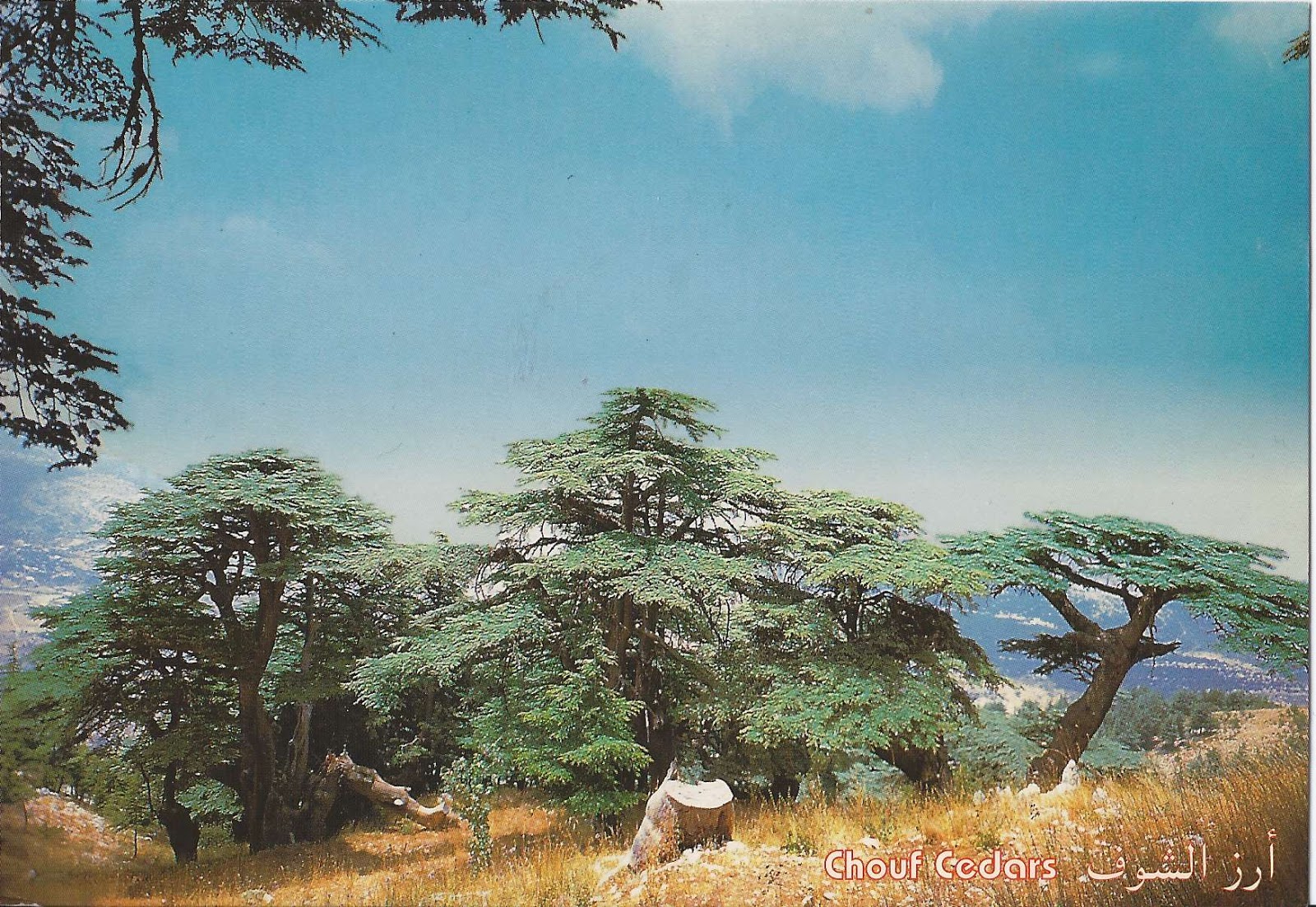 A Journey of Postcards: Al-Chouf Cedars Nature Reserve, Lebanon