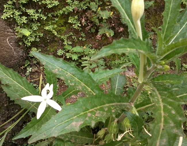 19+ Ide Terbaru Tanaman Herbal Obat Mata Katarak, Tanaman Obat