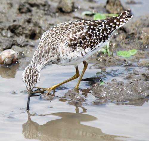 Wood sandpiper photos | Birds of India | Bird World